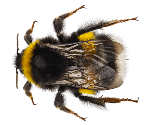 Nid de bourdon que faire? - Qu'est-ce qu'un bourdon - GD Guepes